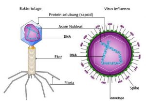 Bagian Tubuh Virus atau Strukturnya