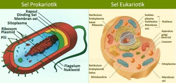 Perbandingan Sel Prokariotik dengan Eukariotik (Tabel & Gambar)