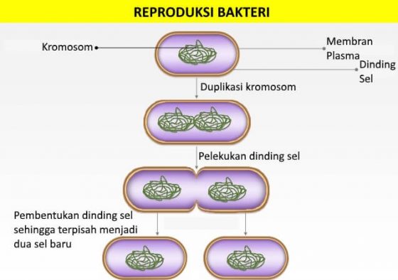 Reproduksi Bakteri Bagaimana Cara Bakteri Berkembang Biak