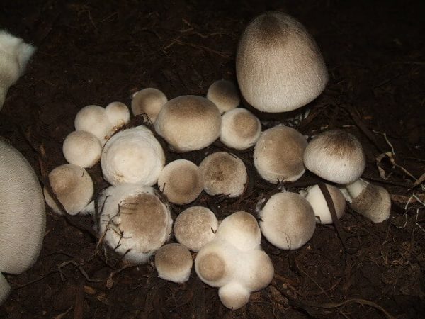 Klasifikasi Fungi (Jamur) - Klasifikasi Sistem Lima Kingdom