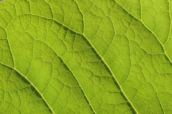 Jaringan Pengangkut Pada Tumbuhan (Xilem & Floem) - Kerajaan Biologi