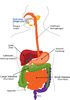 Saluran Pencernaan Manusia (Organ Pencernaan)