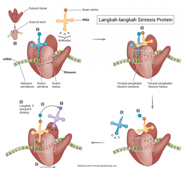 Langkah Sintesis Protein Disertai Gambar - Kerajaan Biologi
